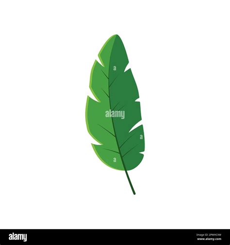 Banana Leaf Vector Illustration Stock Vector Image And Art Alamy