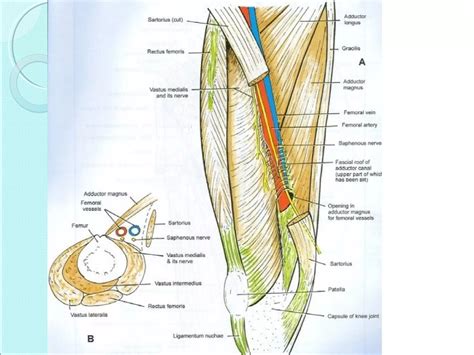 Applied Anatomy Of Adductor Canal And Popliteal Fossa Ppt
