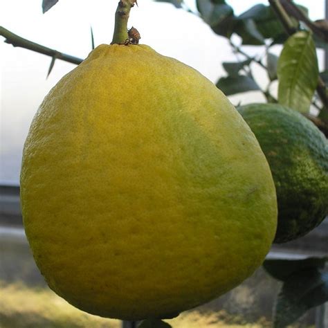 A New Orange Revolution Due To Dwarfing Rootstock Alemow Citrus