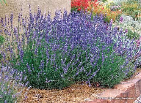 Five Types Of Lavender And Why You Should Plant Them