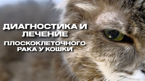Диагностика и лечение плоскоклеточного рака у кошки Youtube