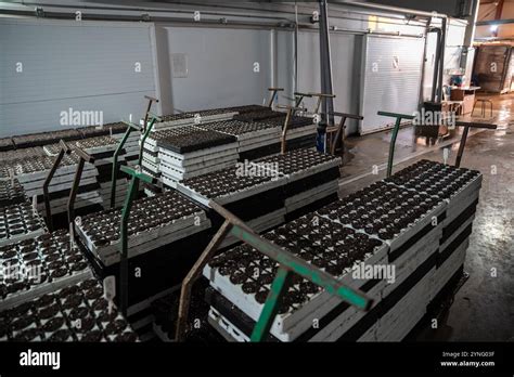 Pallets With Soil Prepared For Transfer To Controlled Climate Chamber