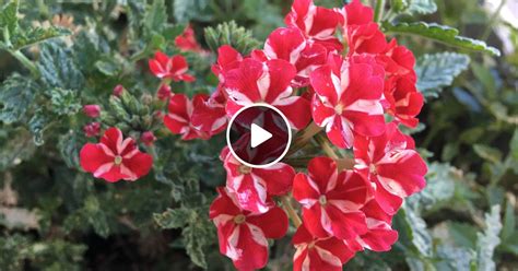 Nerd Show On SomaFM July By NerdShow Mixcloud