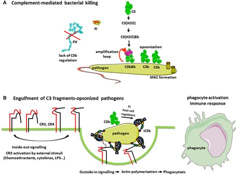 Complement In The Defense Against Pathogens A Complement Mediated Download Scientific