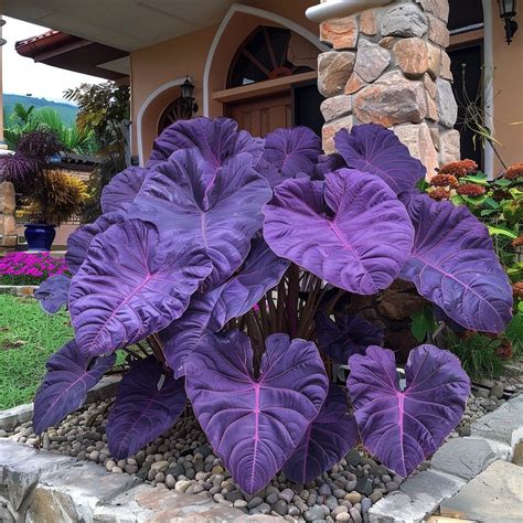How To Grow And Care For Elephant Ear Plants
