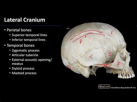 Superior Temporal Line