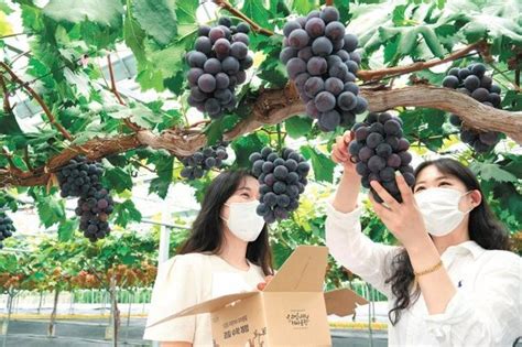 포도따기 체험 네이트 뉴스