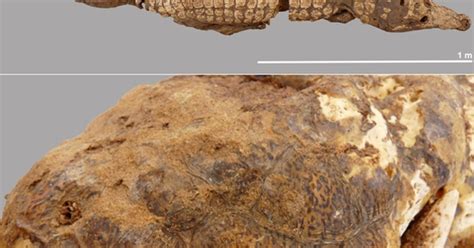 고대 이집트 무덤서 악어 미라 10마리 발굴2m 넘는 완벽한 상태