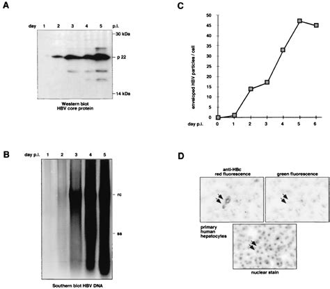 Kinetics Of Hbv Replication In Human Hepatoma Hepg2 Cells Following