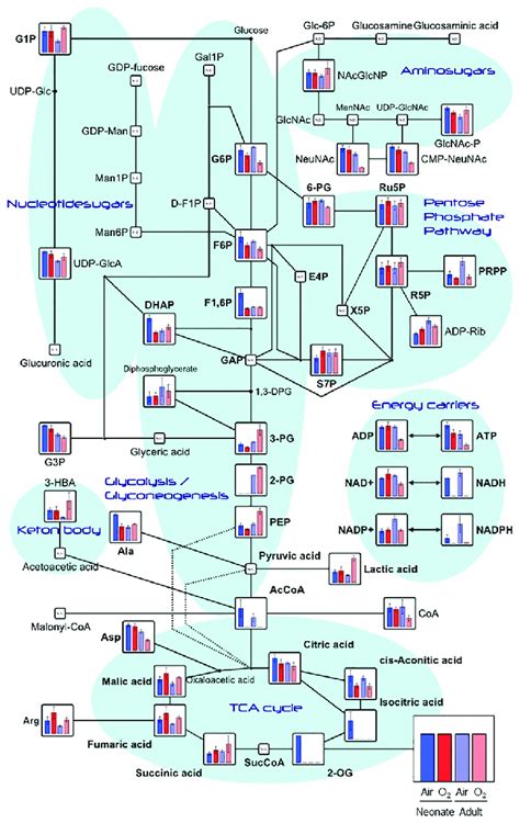 Metabolomic Data Map Of The Glycolysis And Glyconeogenesis Pathways In Download Scientific