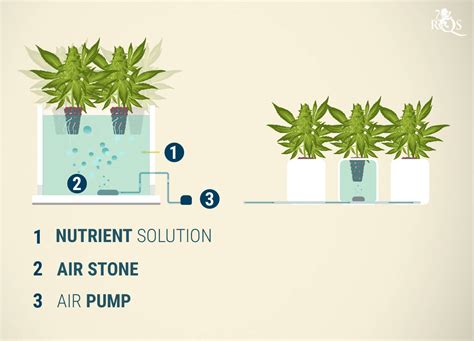 Hydroponics Cannabis Growing Guide Rqs Blog