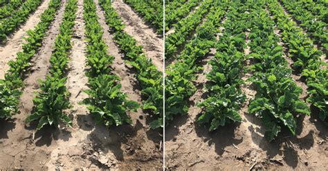 Uav Based Prediction Of Sugarbeet Yield And Quality Science Societies
