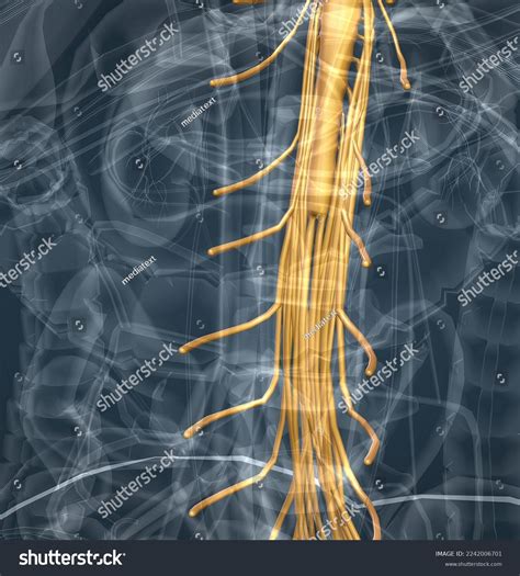 Spinal Nerves Grouped Into Corresponding Cervical Stock Illustration