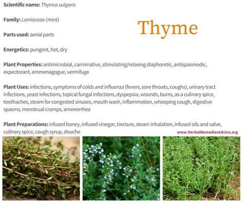 Thyme Herbal Remedies