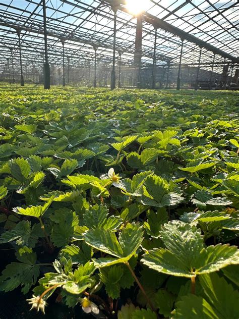 Proexport До уваги експортерів ягід та компаній які планують експортувати ягоди з України до