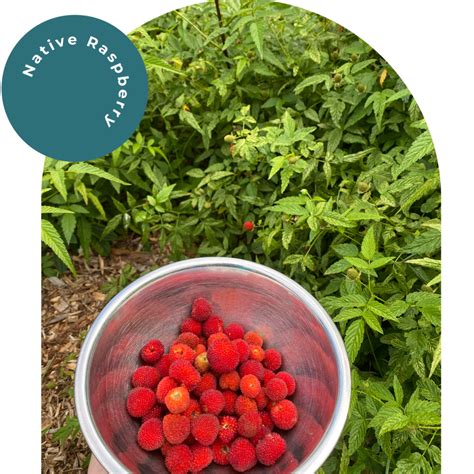 Interactive Rainforest Native Raspberry