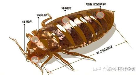 臭虫是什么发现臭虫怎么办用什么药可以杀死臭虫 知乎