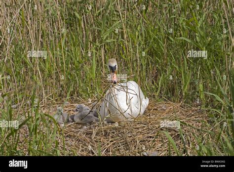 Adding Nesting Material Hi Res Stock Photography And Images Alamy