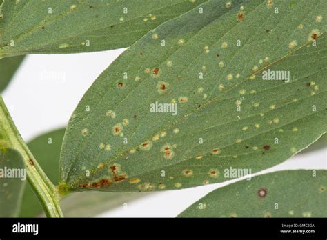 Faba Bean Disease Hi Res Stock Photography And Images Alamy