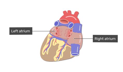 The Four Chambers Of The Heart And Their Functions Getbodysmart