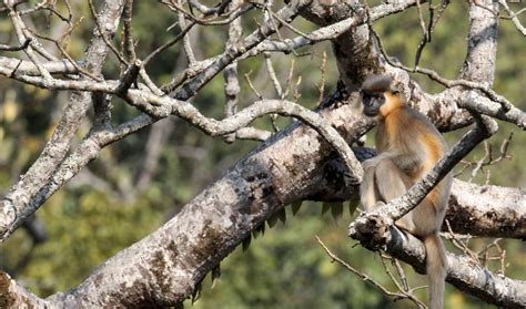 Trachypithecus Pileatus Tenebricus Tenebrous Capped Langur — Coke Smith