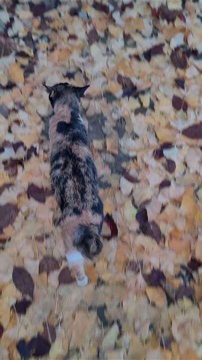 나이먹었다고 이제는 외모도 신경안쓰는 꼬질한 막내~ㅎ Youtube