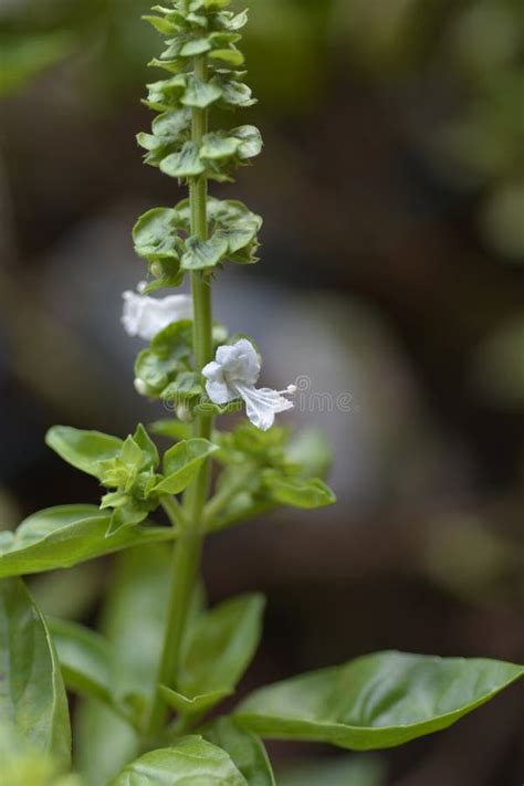 Common Basil Stock Image Image Of Culinary Close Autumn 261146979
