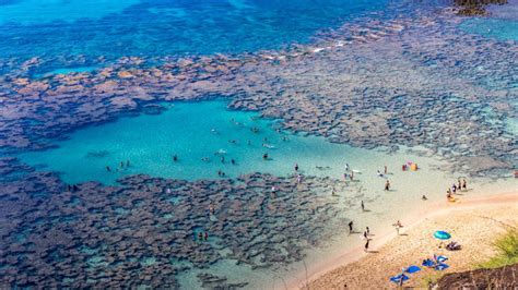 Onde Ver Baleias Jubarte No Havaí 2025 Grupo Dicas De Viagem