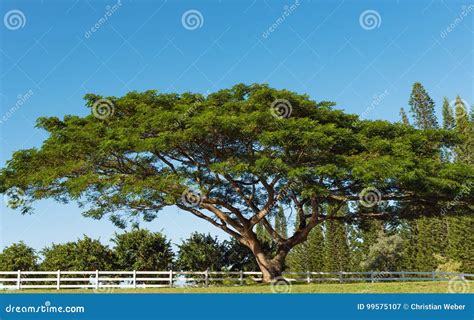 Single Koa Tree Acacia Koa Kauai Hawaii Stock Image Image Of Common