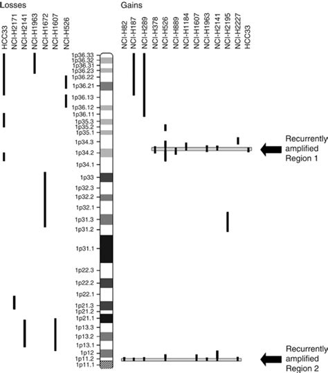 Alignment Of 1p Array Cgh Profiles From 15 Sclc Cell Lines Gains Are Download Scientific