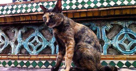 Beautiful Stray Imgur