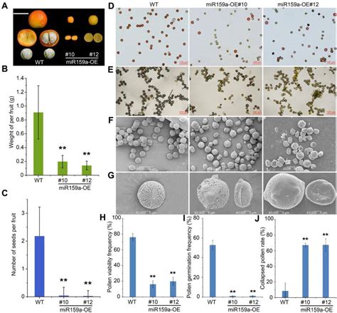 Jipb 华中农业大学伊华林 吴巨勋课题组揭示mir159a Duo1模块调控柑橘花粉育性的分子机制 研究 育种