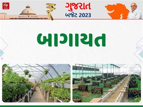 Gujarat Budget 2023 ગુજરાત બજેટ 2023માં બાગાયત માટે કરાઈ મોટી જાહેરાત