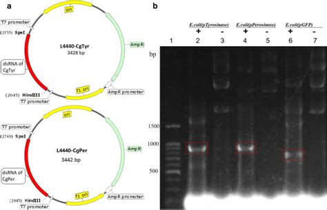Plasmid Constructs And Induction Assays A Plasmid Construction Of