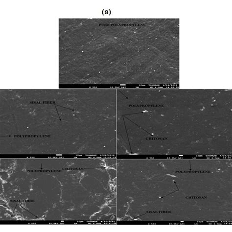 Sem Micrographs Of Fractal Dimension Of A 100 [pp] B 92 [pp] Download Scientific
