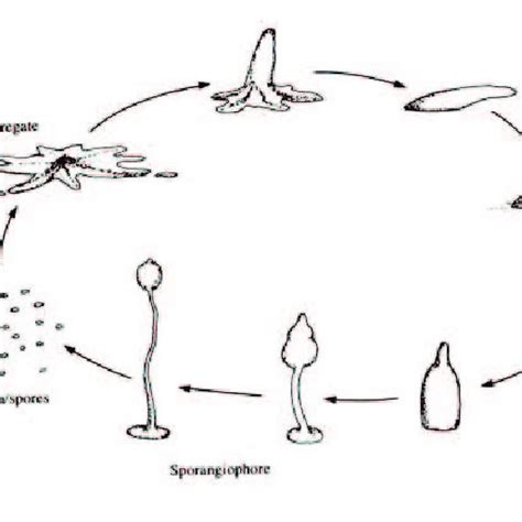 6 The Aggregation Of The Slime Mold Cells Image Extracted From