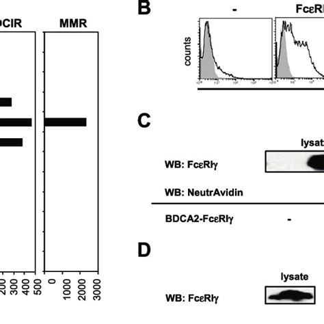 Bdca2 Associates With Fceric To Form A Pdc Specific Receptor Complex