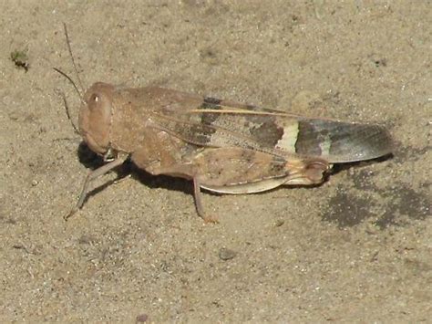 Leprus Wheeleri Bugguidenet