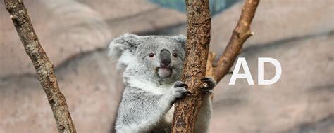 Parserjson To Csv Jsonkr