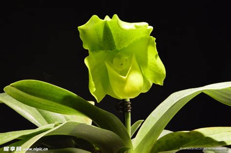 兜兰摄影图 花草 生物世界 摄影图库 昵图网