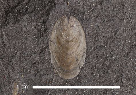 Lingula Fossil