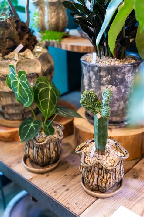 Fashionableおしゃれ 兵庫県たつの市の観葉植物ならbarrel Plants