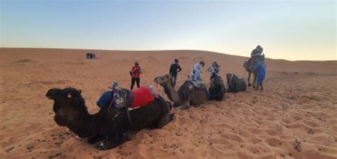 모로코 사하라사막을 향하여 낙타투어 아프리카 대장정 지구여행학교