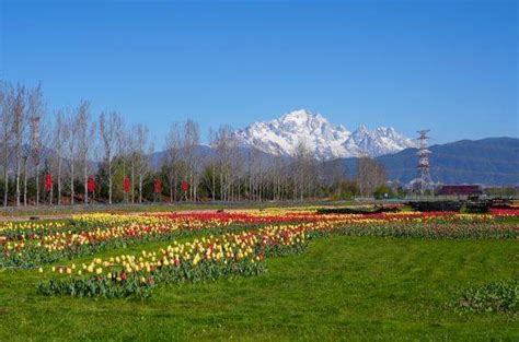 春日丽江，花影寻香杨四娟宝魁玫瑰