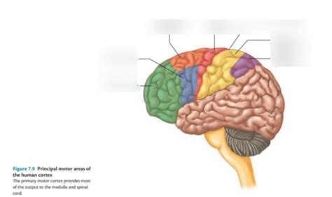 Behavioral Neuroscience Motor Areas Of The Human Cortex Diagram Quizlet