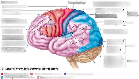 Brain Quiz Diagram Quizlet