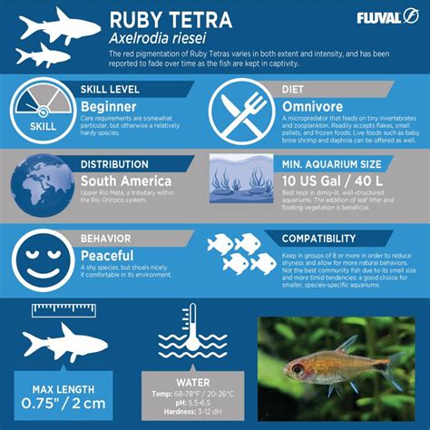 Ruby Tetra Fluval Aquatics Uk