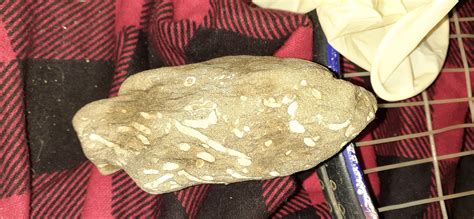 Fossil Tooth Identification Please Fossil Id The Fossil Forum