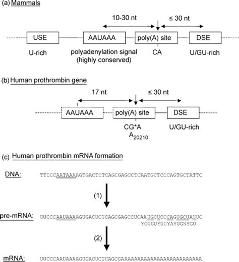 G20210a Is A Functional Mutation In The Prothrombin Gene Effect On