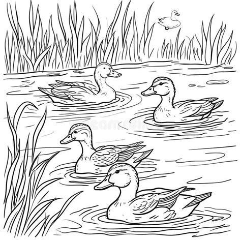Three Ducks Swimming In A Pond Coloring Page Stock Illustration